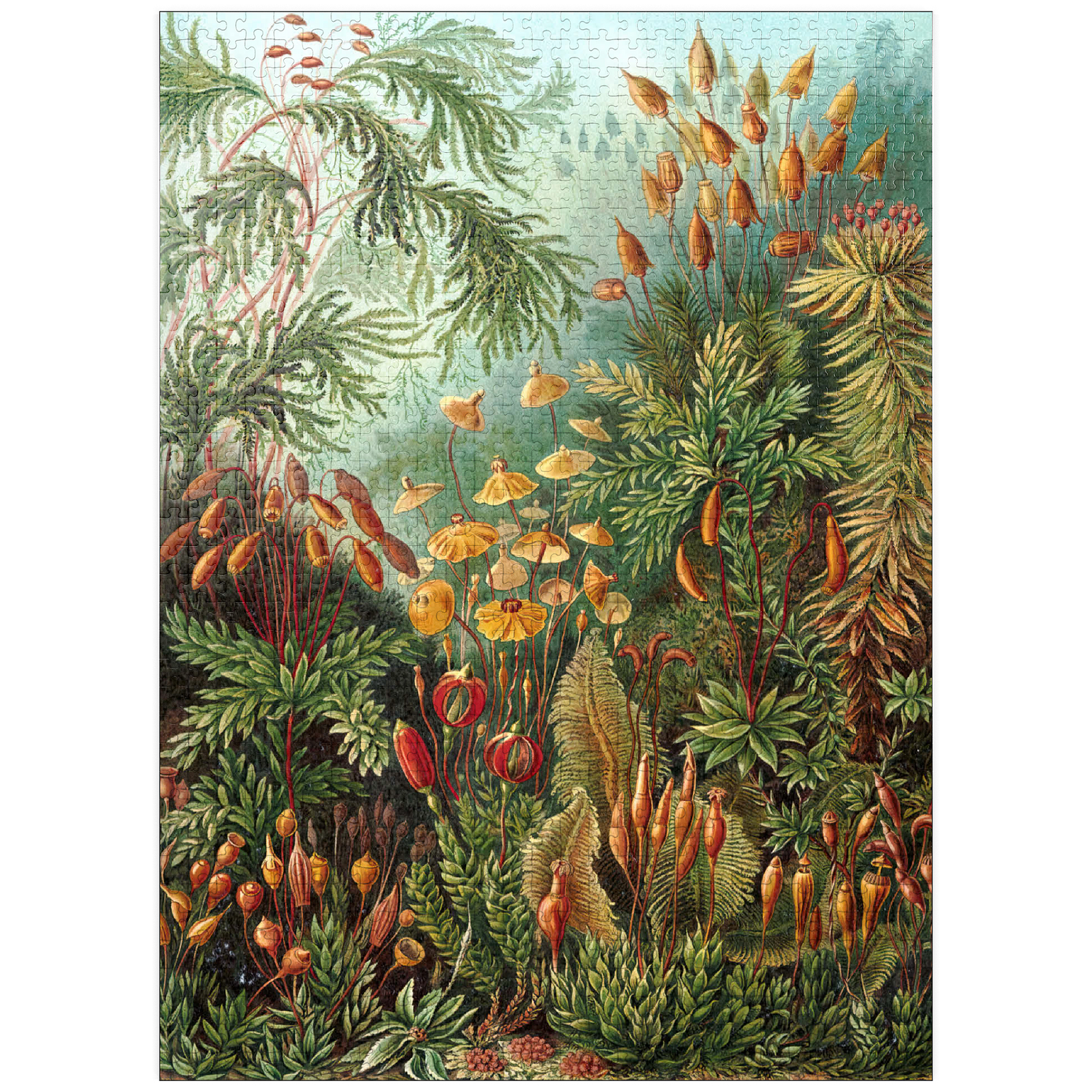 MyPuzzle - Moss (Muscinae) - Art Forms In Nature, Vintage Art Poster ...