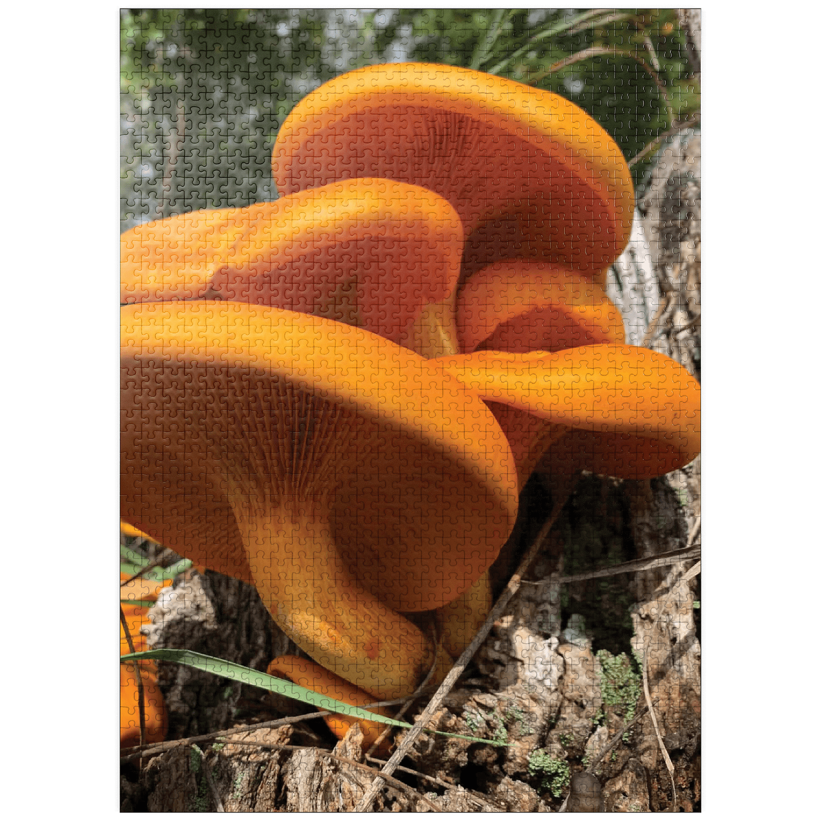 MyPuzzle - Nature Photography: Jack O Lantern Mushroom - Premium 1000 ...