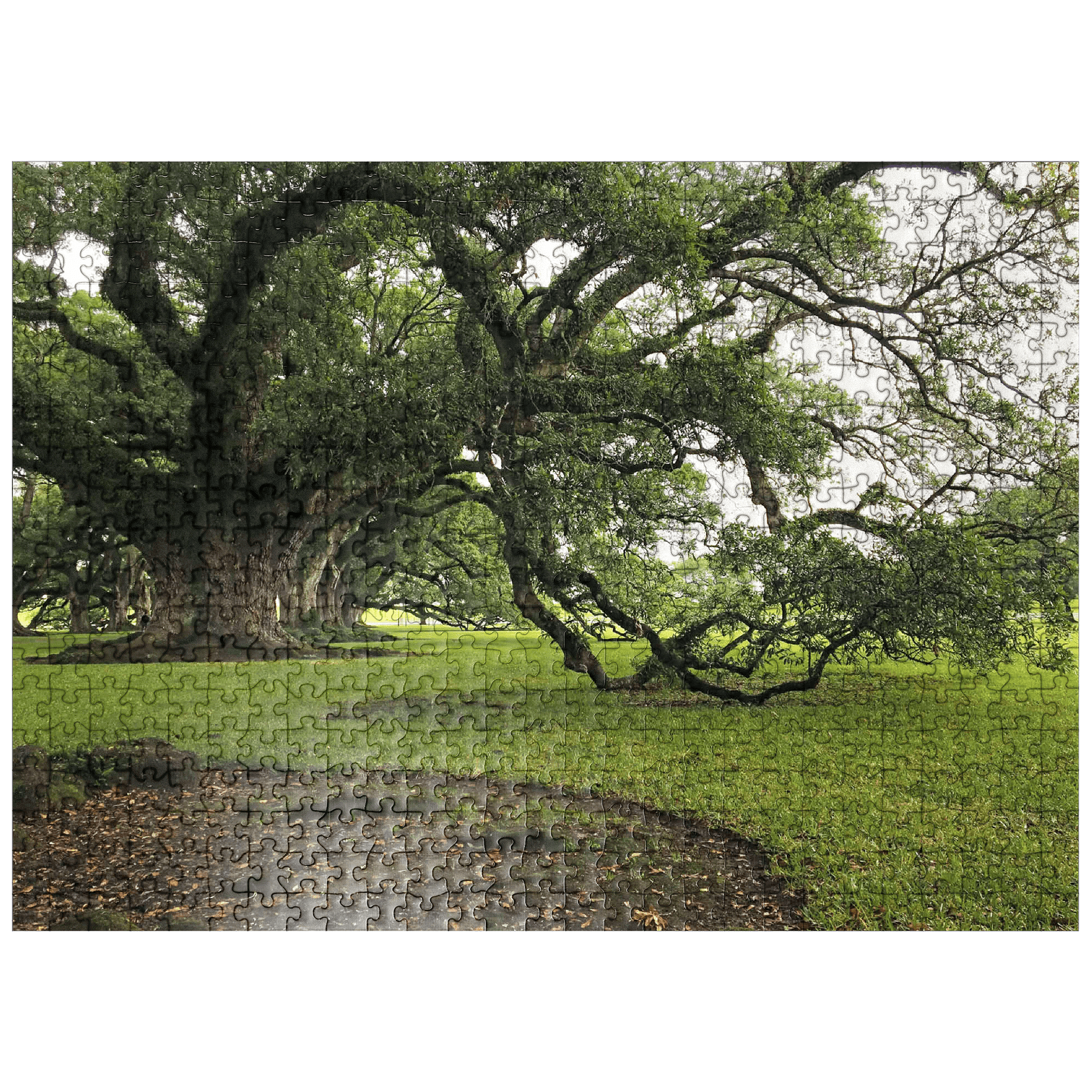MyPuzzle - Nature Photography: Southern Live Oak, North Carolina, No.2 ...
