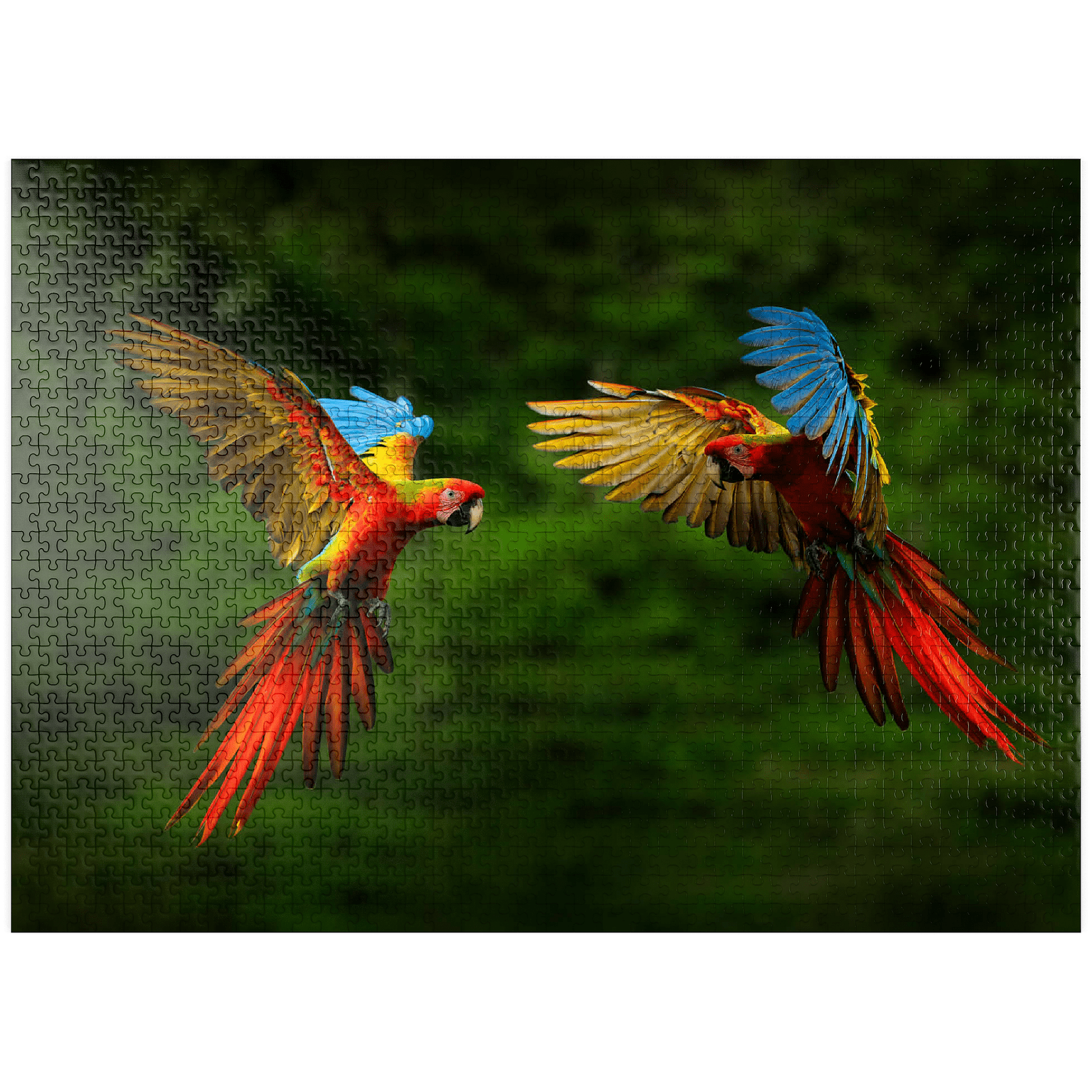 MyPuzzle - Parrots In Forest Parrot Flying In Dark Green Vegetation ...