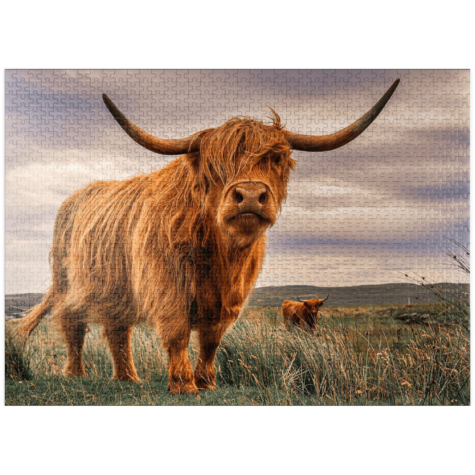 MyPuzzle - Strict Pair Of Highland Cows Caught On The North Coast Of ...