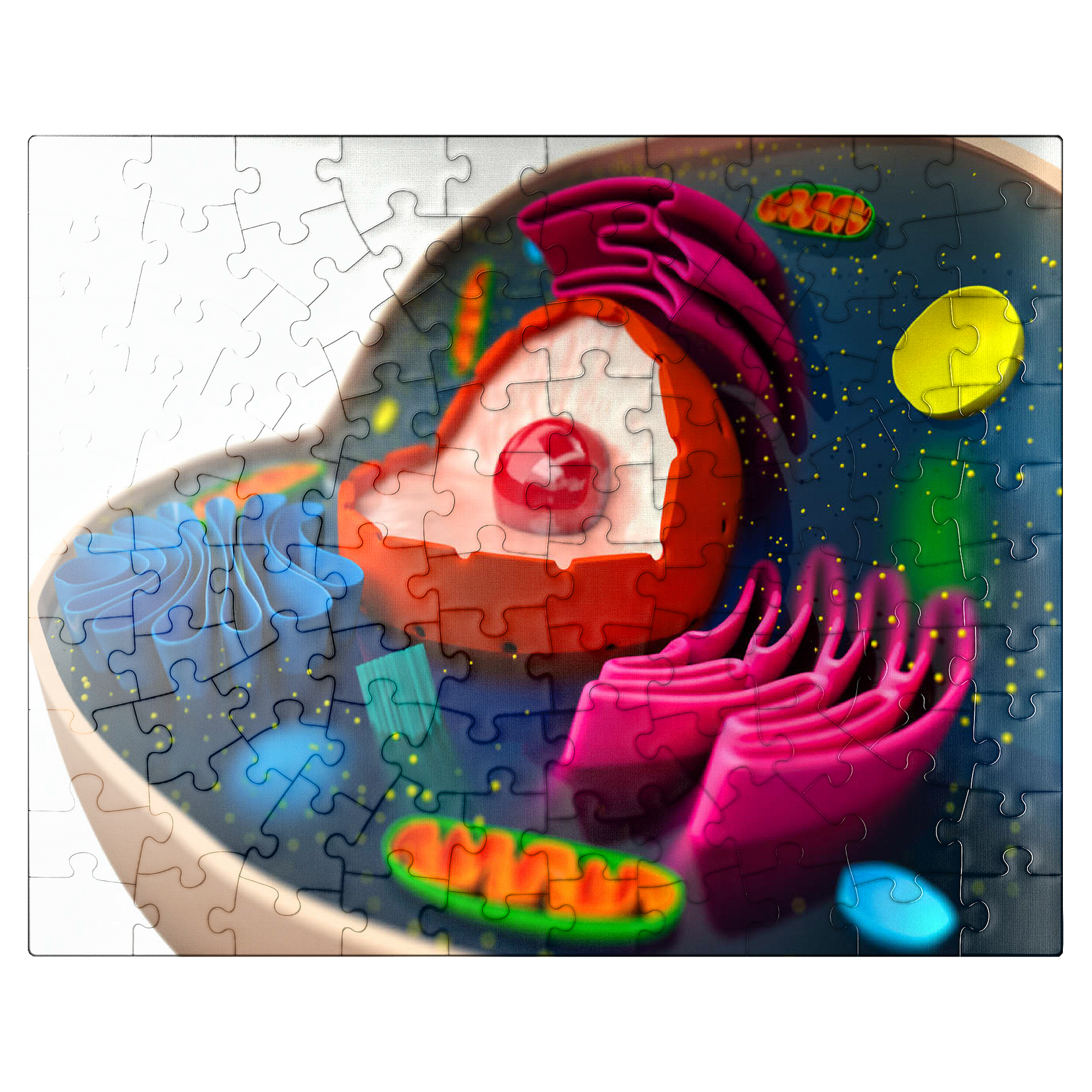 MyPuzzle - The Structure Of A Biological Cell 3D Model - Premium 100 ...