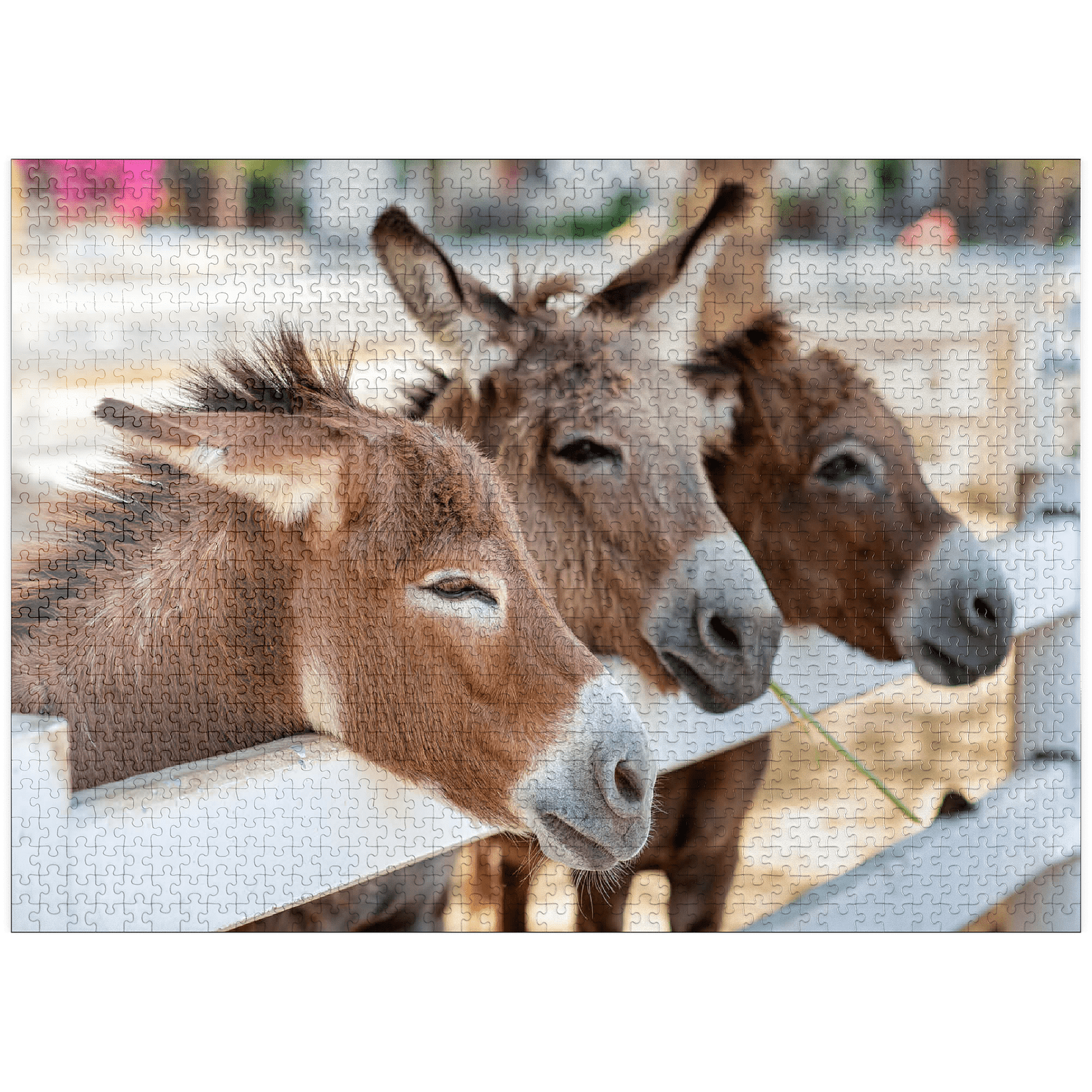 MyPuzzle - Three Donkeys On The Farm - Premium 1000 Piece Jigsaw Puzzle ...