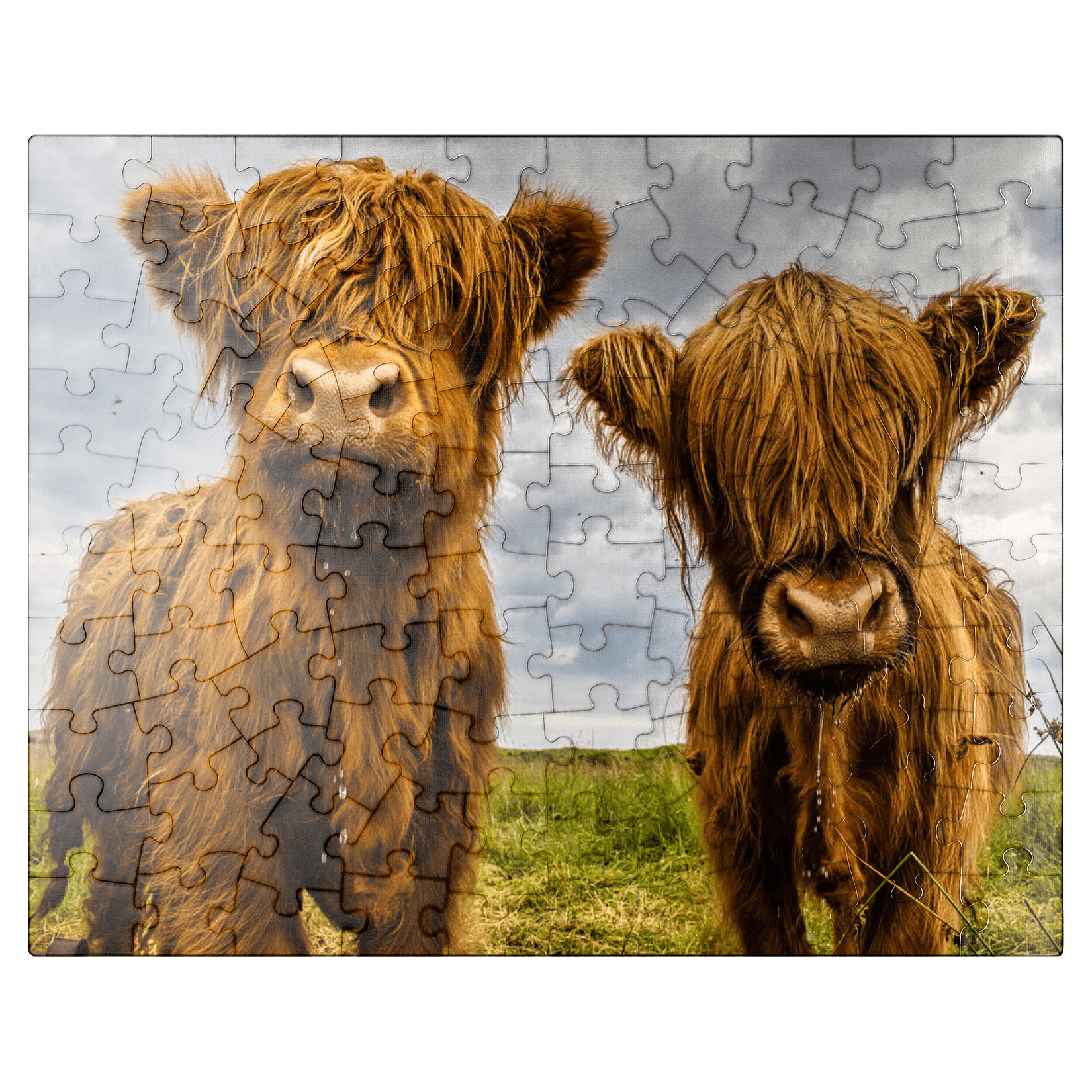 MyPuzzle - Two Highland Cows - Premium 100 Piece Jigsaw Puzzle for ...