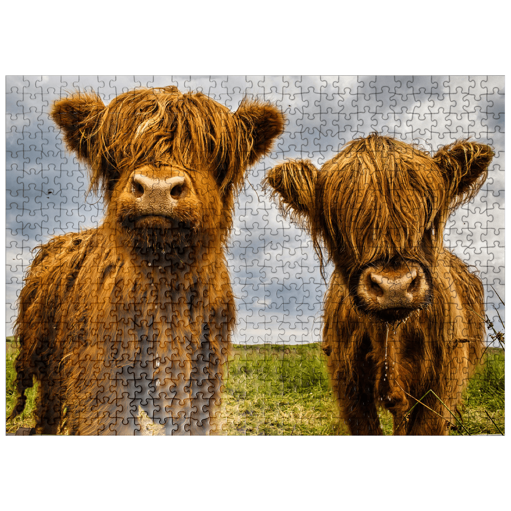 MyPuzzle - Two Highland Cows - Premium 500 Piece Jigsaw Puzzle for ...