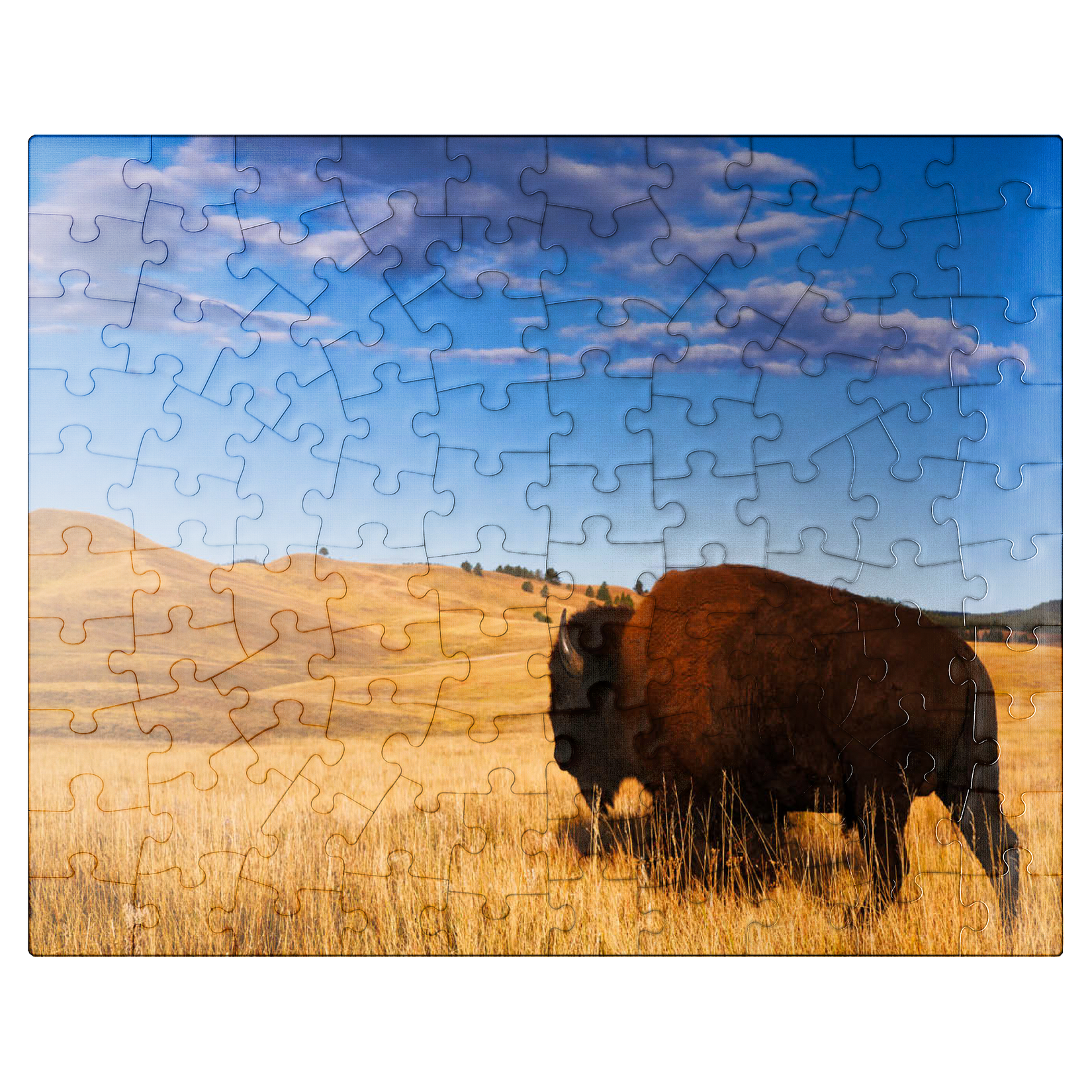 MyPuzzle - Bison / Buffalo Running In The Rolling Hills Of The Prairie ...