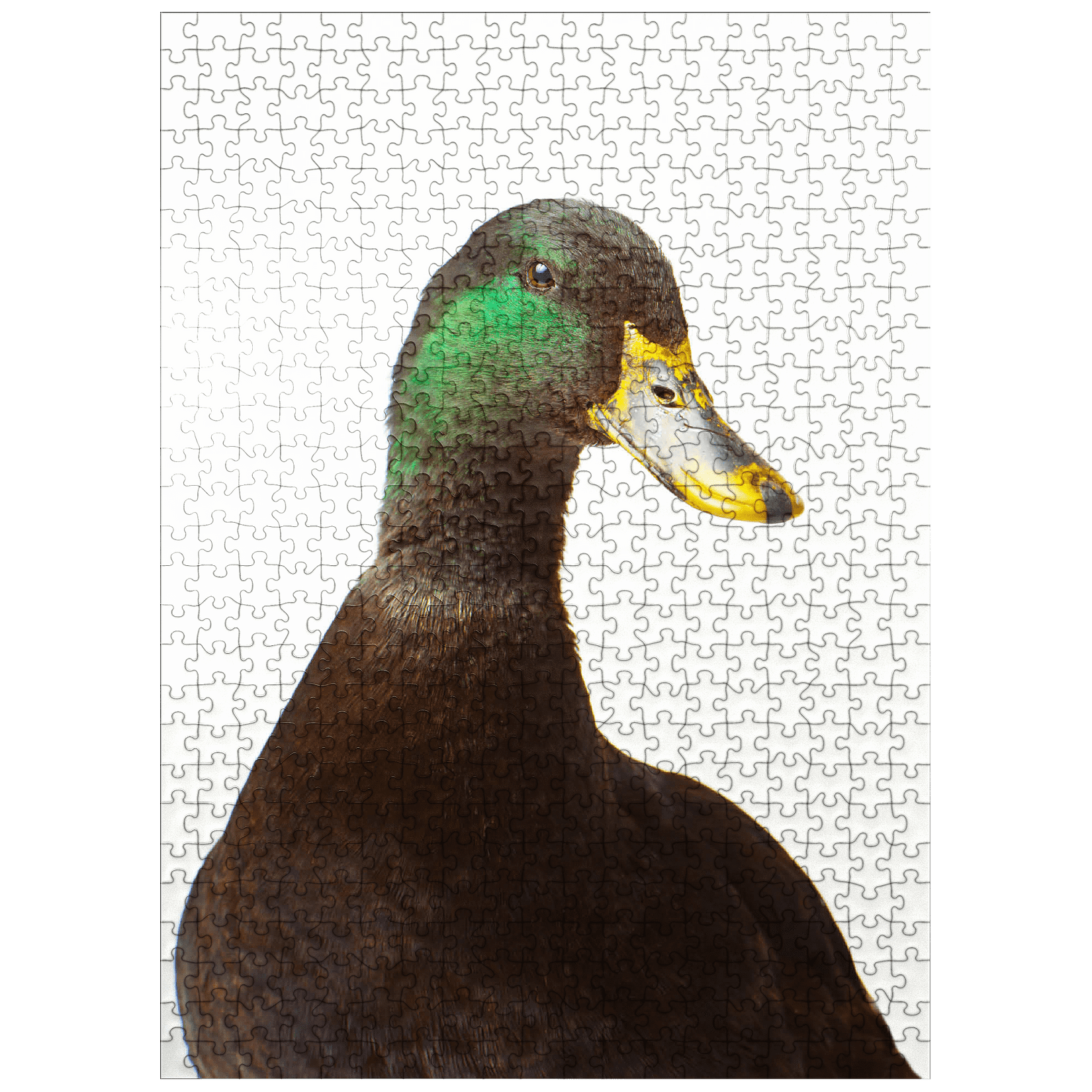 MyPuzzle - Cayuga Duck - Premium 500 Piece Jigsaw Puzzle for Adults ...