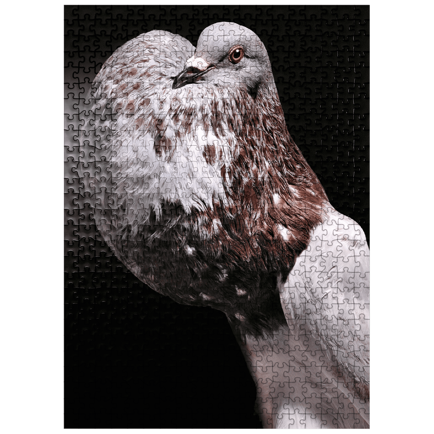 MyPuzzle - Domestic Pigeon - Premium 500 Piece Jigsaw Puzzle for Adults ...