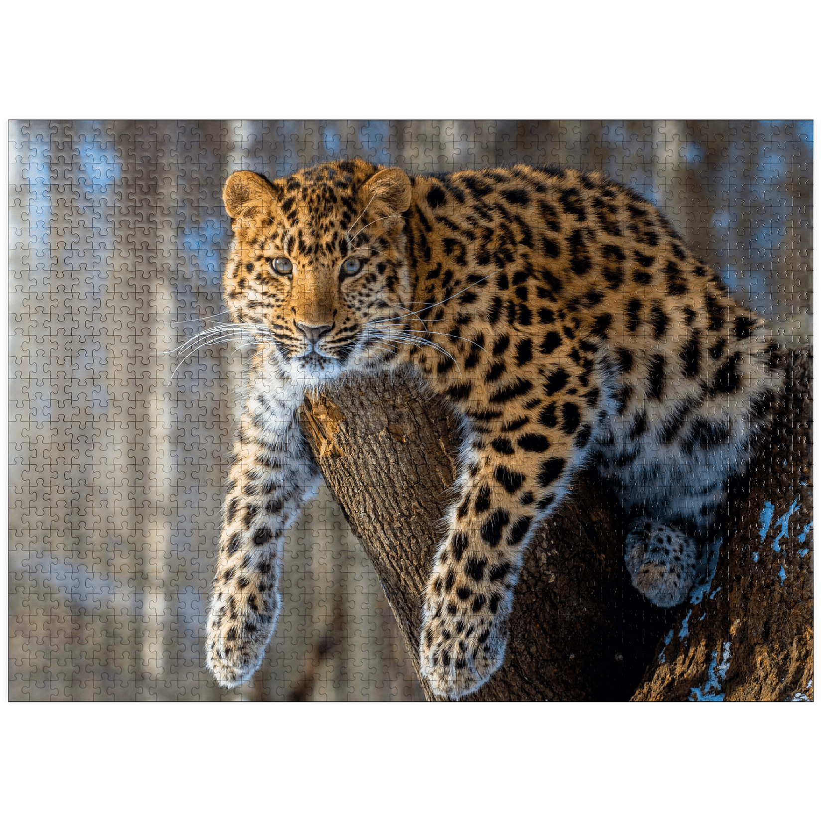 MyPuzzle - Endangered Species: Amur Leopard - Premium 1000 Piece Jigsaw ...
