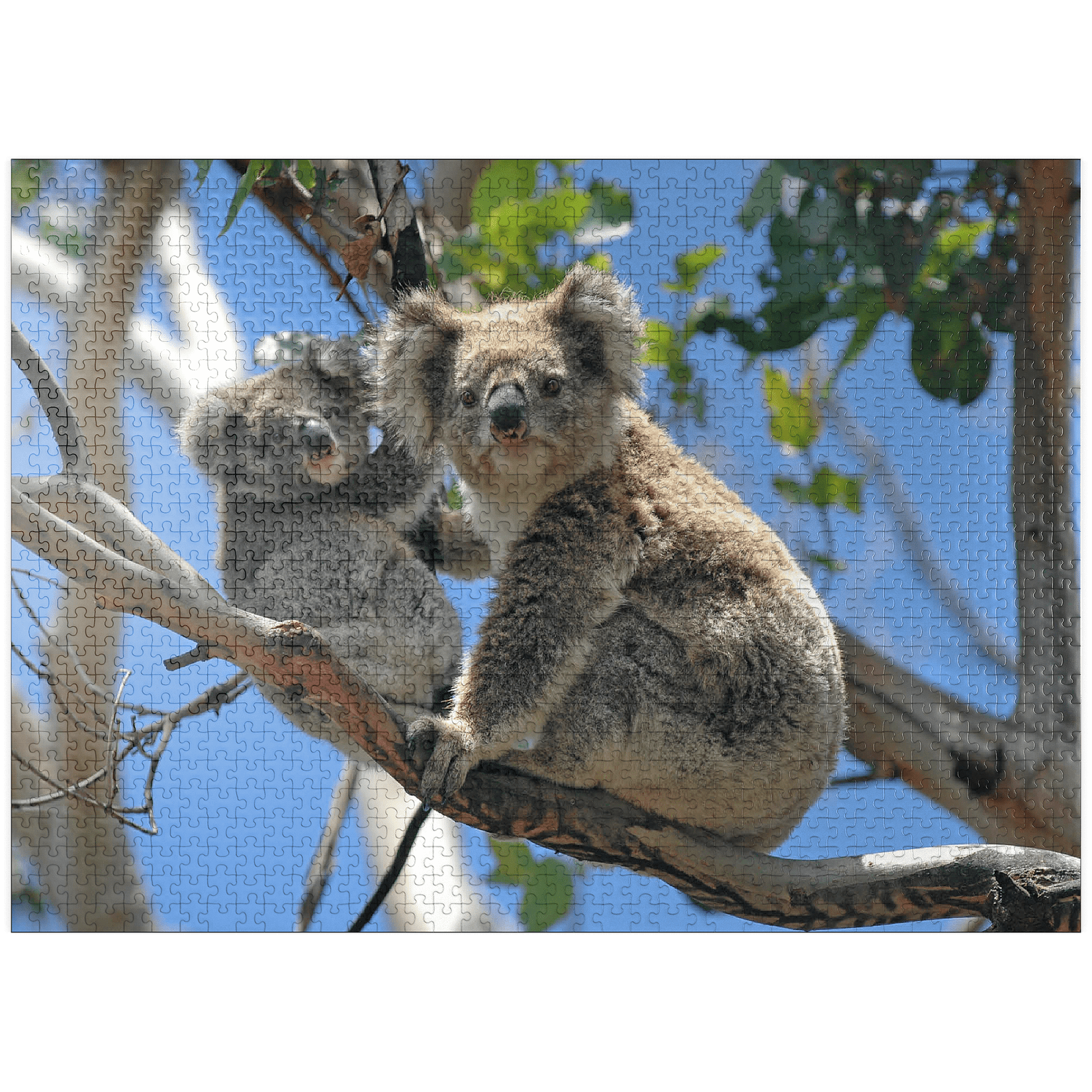 MyPuzzle - Endangered Species - Koalas - Premium 1000 Piece Jigsaw ...