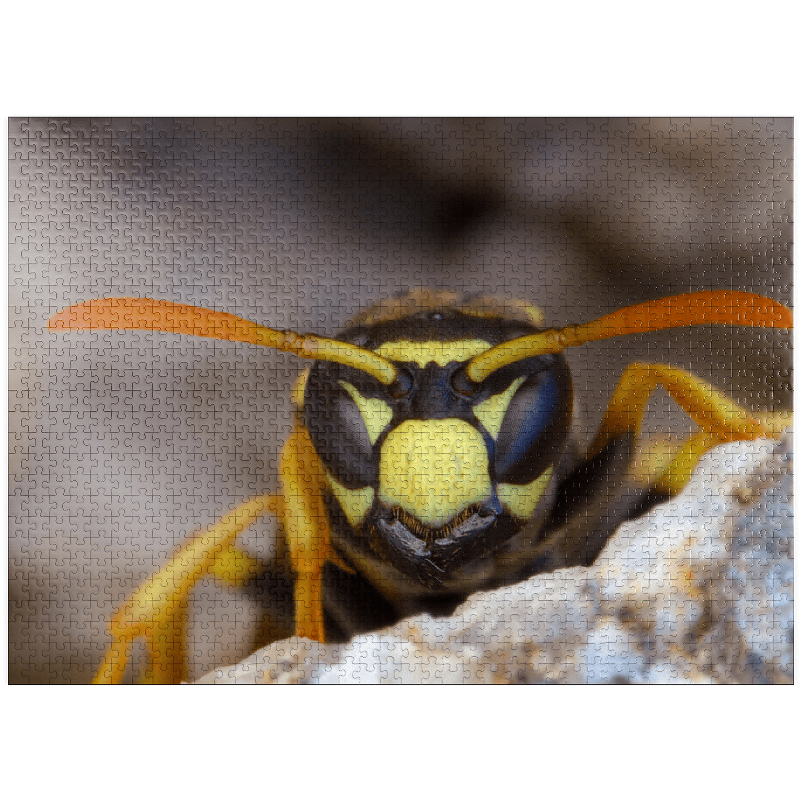 MyPuzzle - European Paper Wasp - Premium 1000 Piece Jigsaw Puzzle for ...
