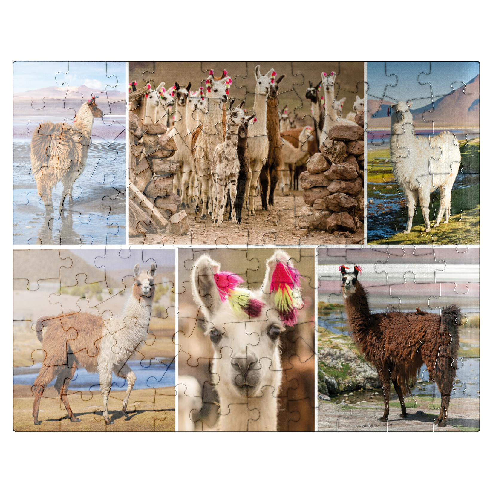 MyPuzzle - Llamas And Alpacas - Collage No. 3 - Premium 100 Piece ...