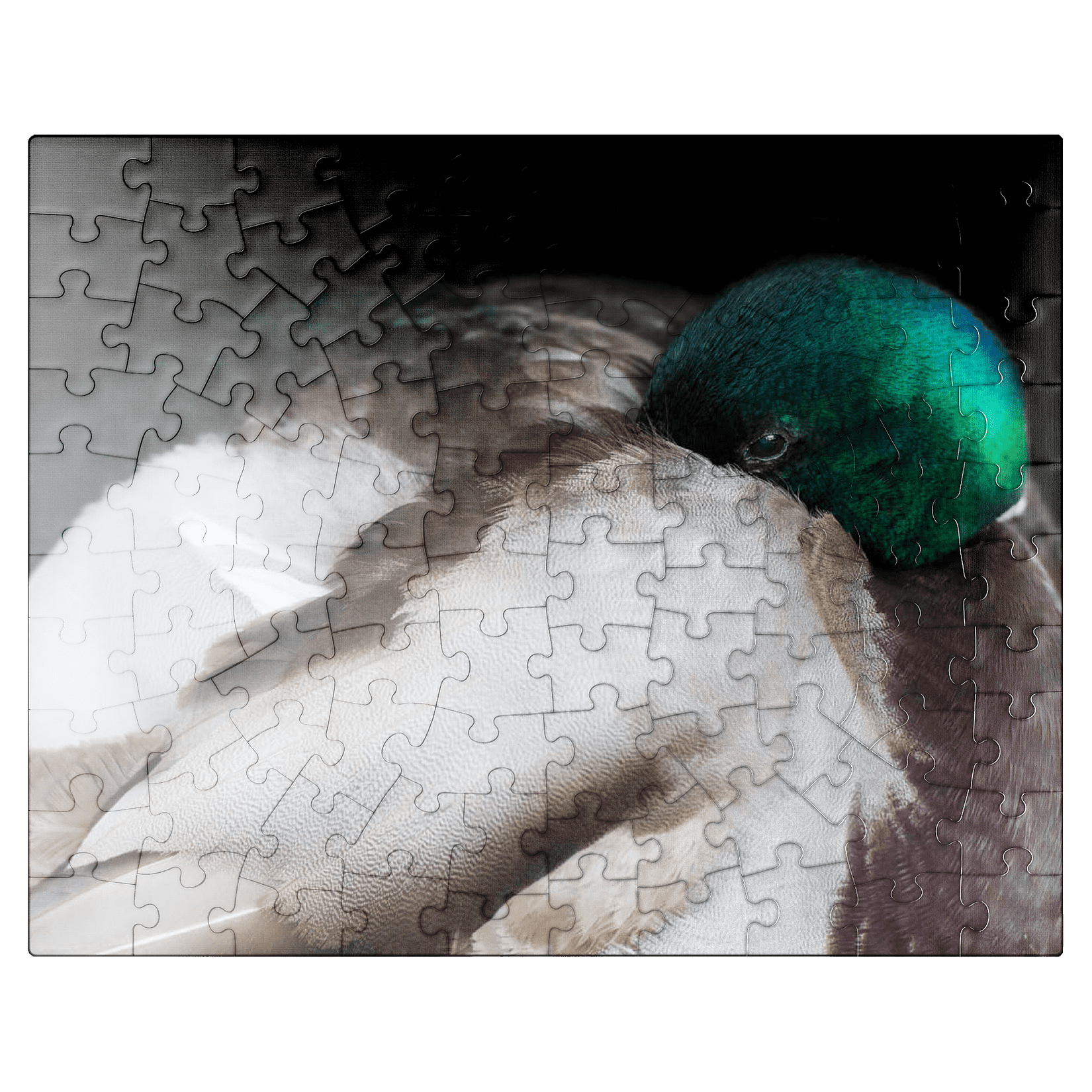 MyPuzzle - Mallard Duck - Premium 100 Piece Jigsaw Puzzle for Adults ...