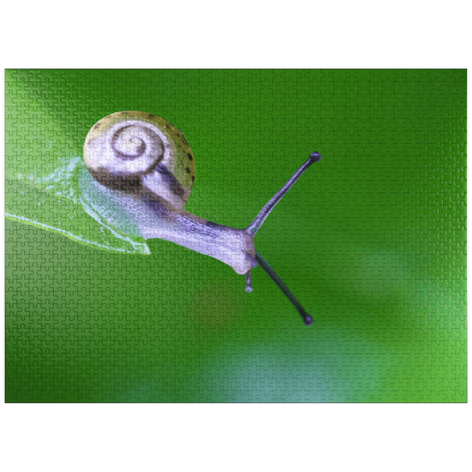 MyPuzzle - Micro Snail - Premium 1000 Piece Jigsaw Puzzle for Adults - Walmart.com