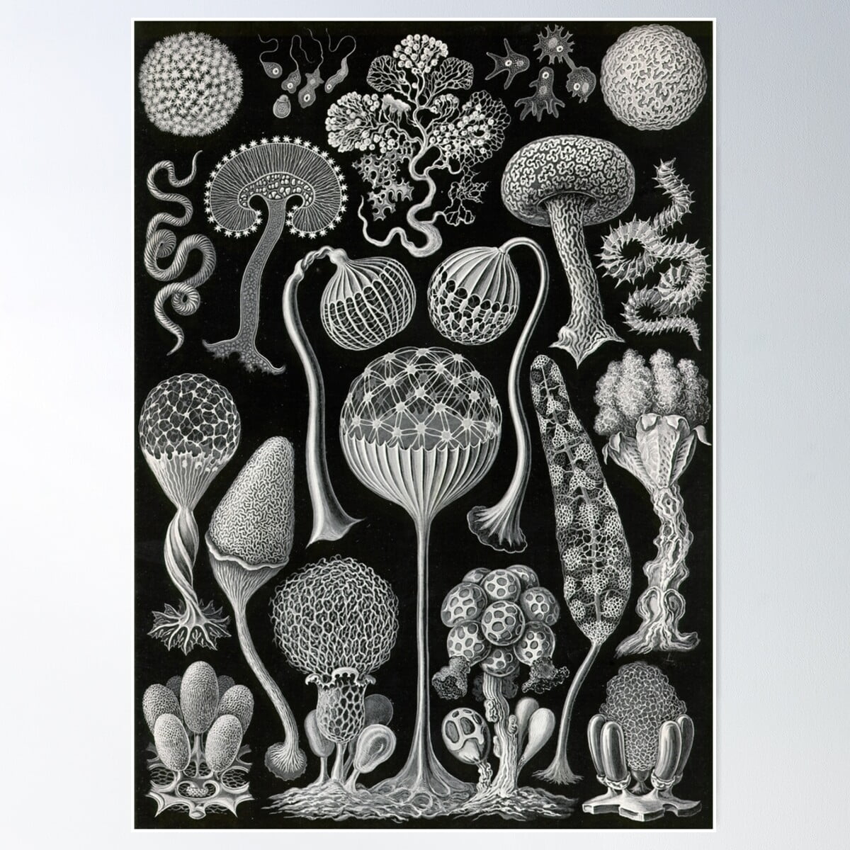 Mycetozoa - Ernst Haeckel Poster Wall Art, Modern Wall Decor For Living ...