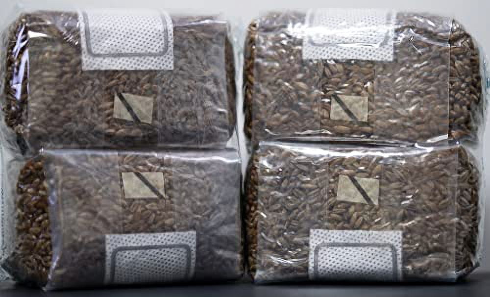 12 Pounds of Sterilized Rye Grain Mushroom Substrate Grow Bags ...