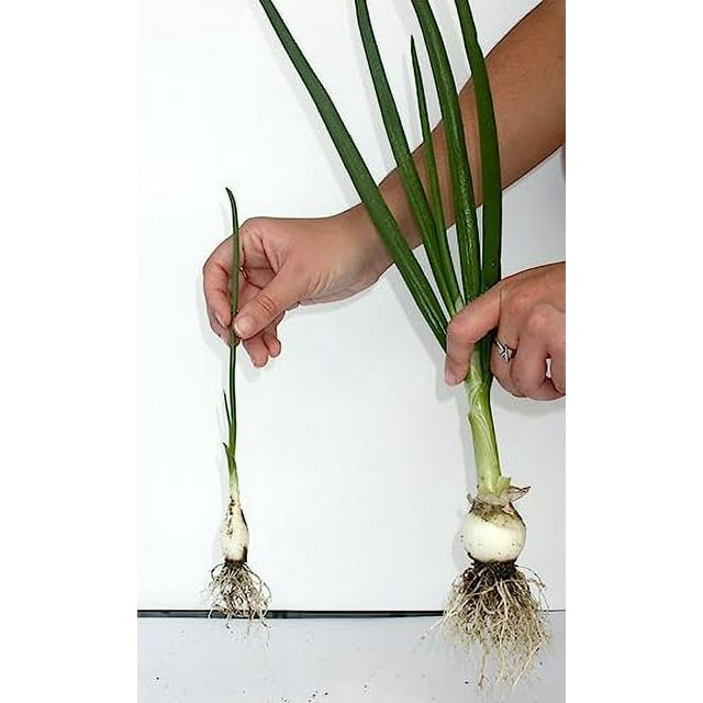 Mycorrhizae Root Fungi Endo Granular Mycorrhizal 134 Spores Mycos Myko ...