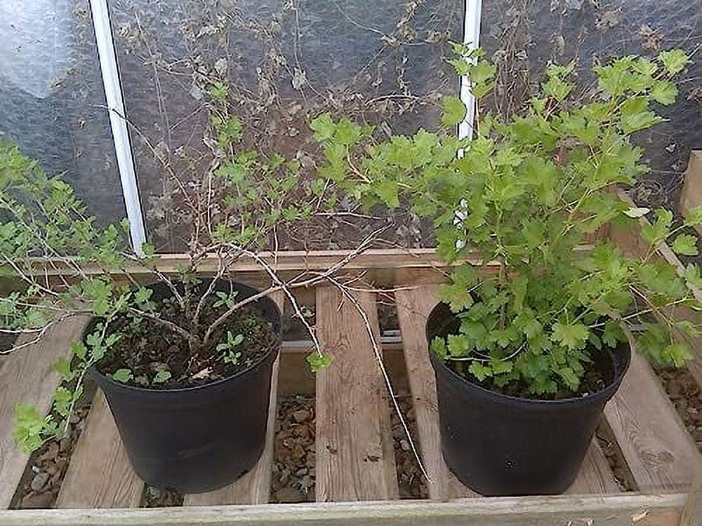 Mycorrhizae Root Fungi Endo Granular Mycorrhizal 134 Spores Mycos Myko ...