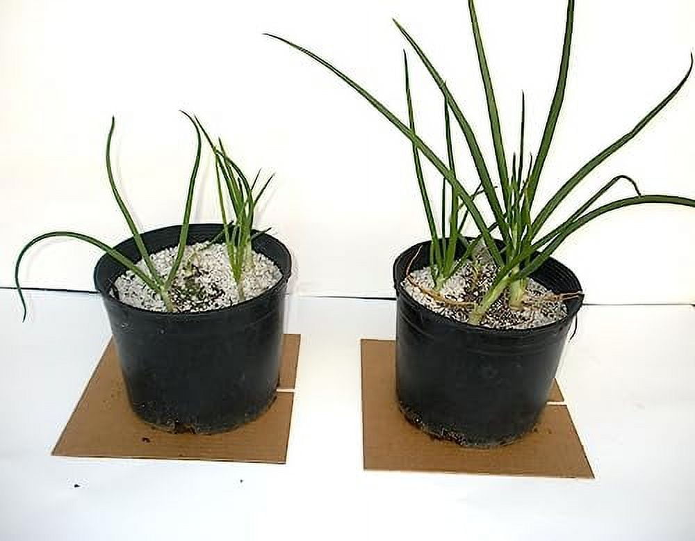 Mycorrhizae Root Fungi Endo Granular Mycorrhizal 134 Spores Mycos Myko ...