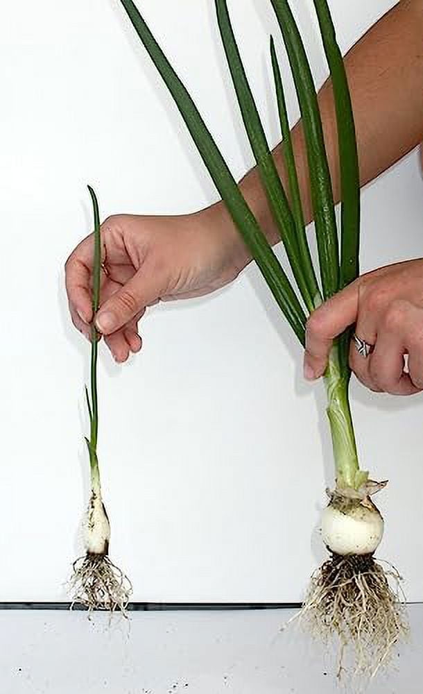 Mycorrhizae Root Fungi Endo Granular Mycorrhizal 134 Spores Mycos Myko ...