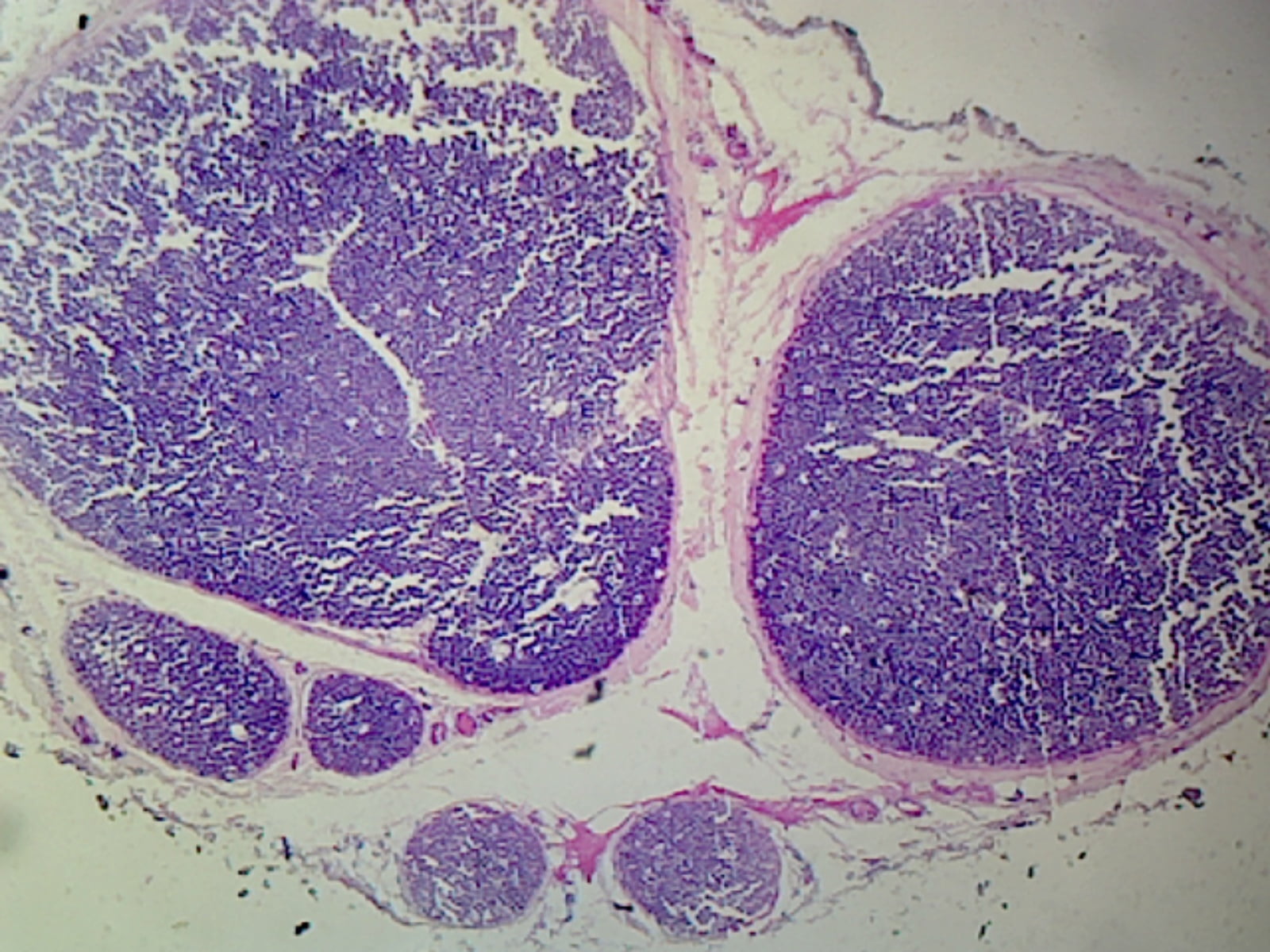 Myelinated Peripheral Nerve, Human; Cross Section by Go Science Crazy ...