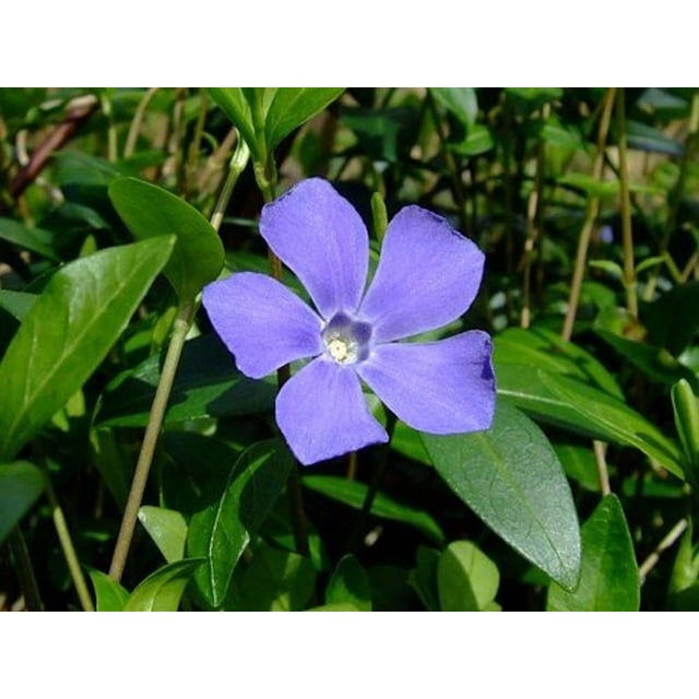 "Live Outdoor Myrtle Perennials - 48 Hardy Groundcover Plants ...