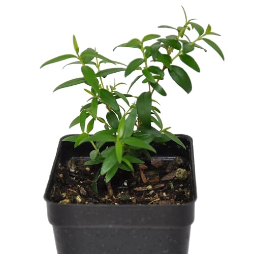 Myrtus Communis, Myrtle, Common Myrtle, Flowering Shrub or Bonsai ...