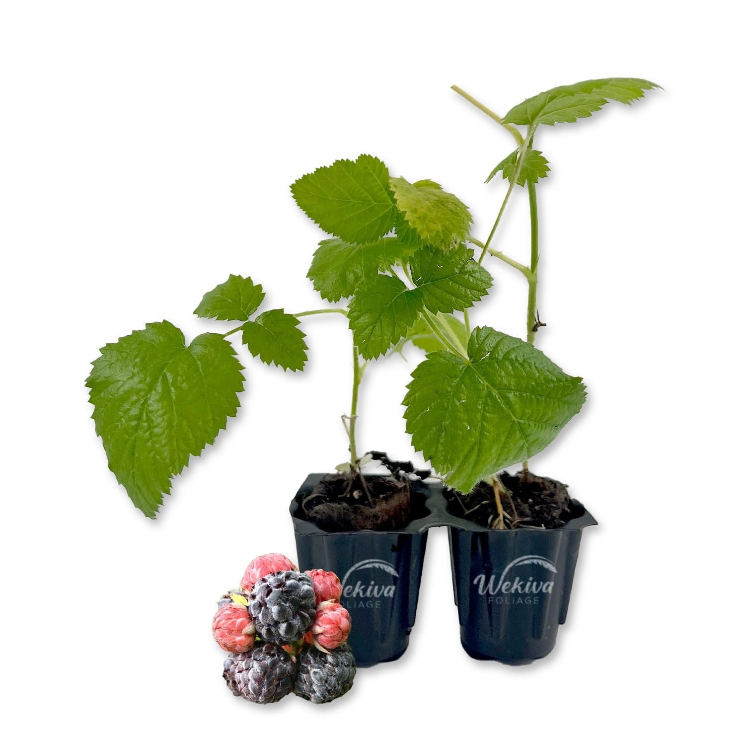 Mysore Raspberry Bush - 2 Live Starter Plants in Growers Liners - Rubus ...