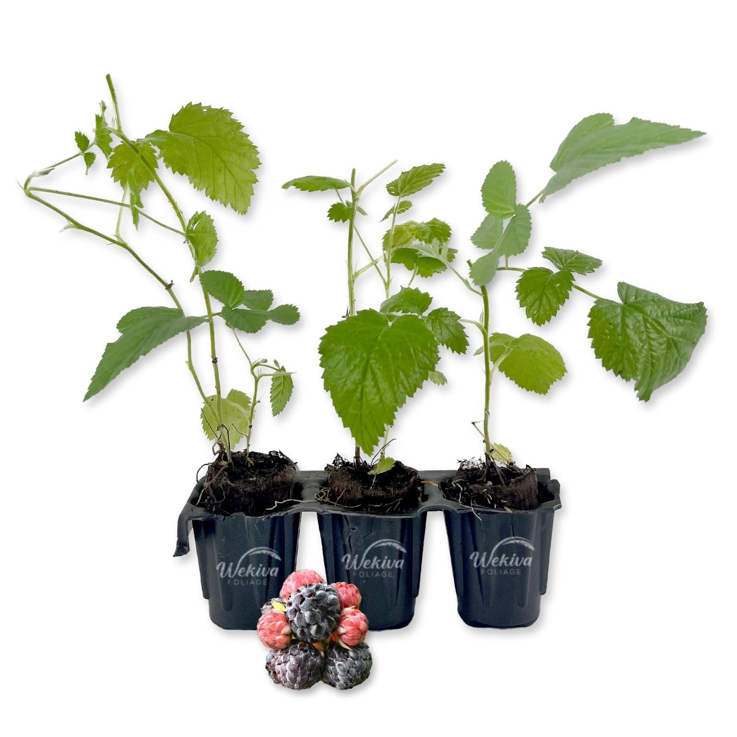 Mysore Raspberry Bush - 3 Live Starter Plants in Growers Liners - Rubus ...
