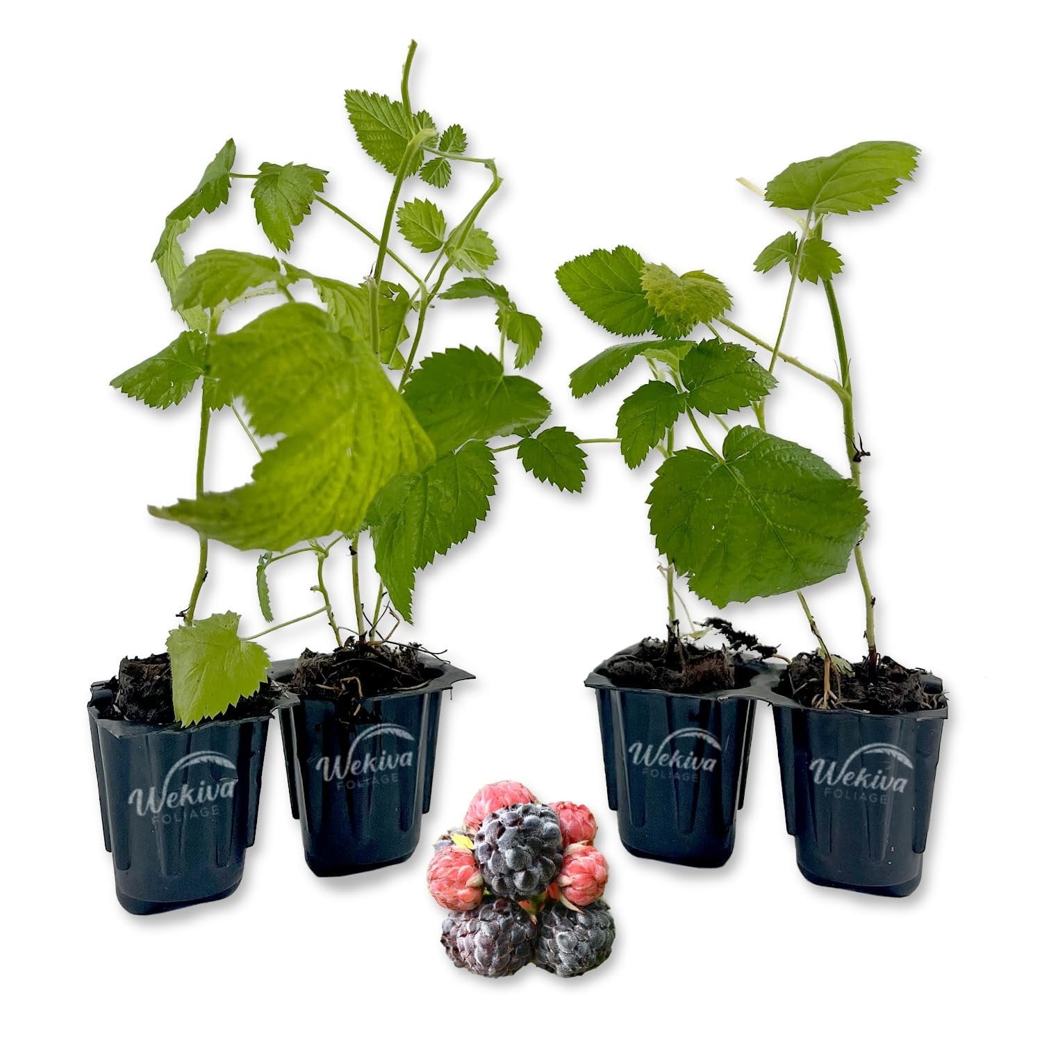 Mysore Raspberry Bush - 4 Live Starter Plants in Growers Liners - Rubus ...