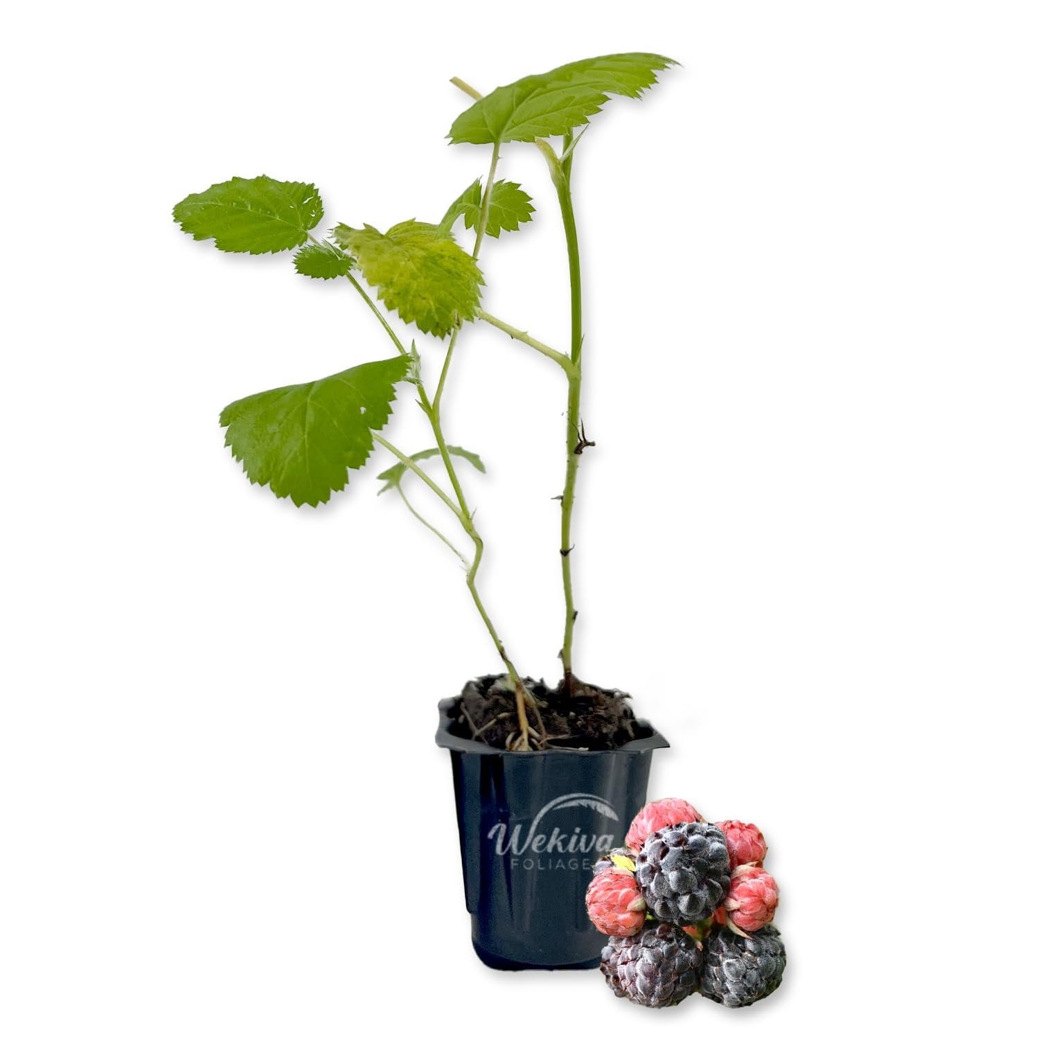 Mysore Raspberry Bush - Live Starter Plant in a Growers Liner - Rubus ...