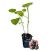 6 barerot plant Joan J Thornless Everbearing Red Raspberry -Huge 2 Yr ...