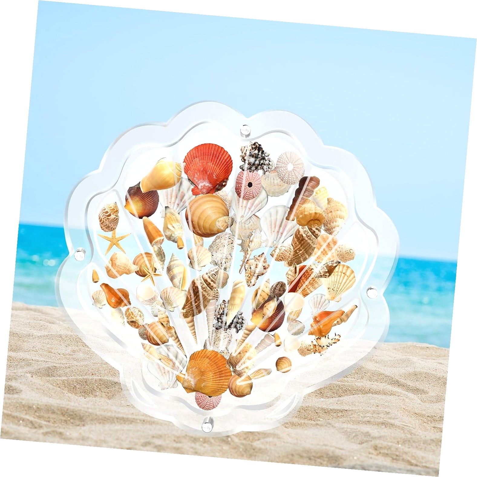 Myst Design Acrylic Magnetic Seashell Display Box, Clear Seashell ...