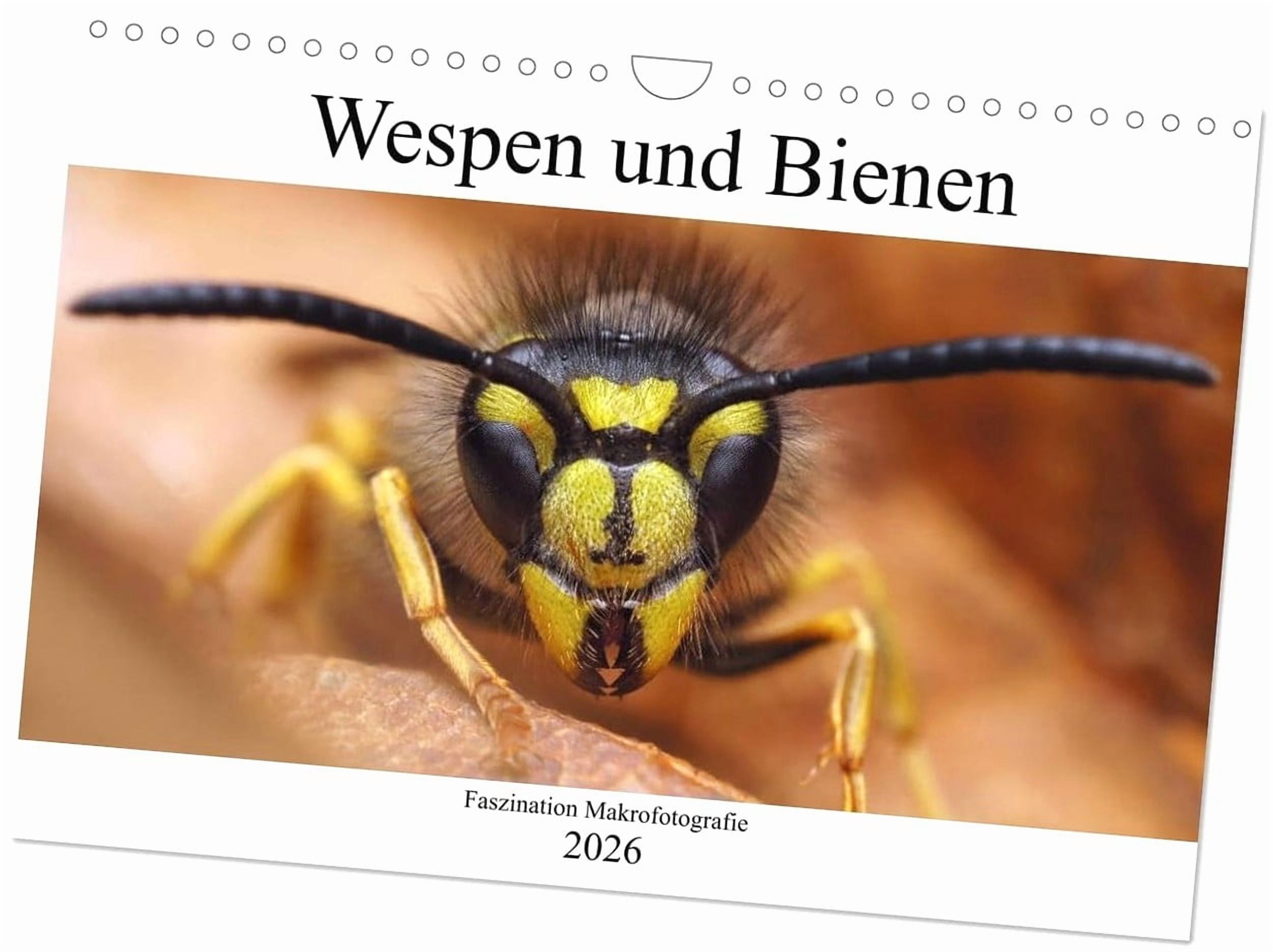 Myst Design Fascination Macro Photography: Wasps and Bees, US-Version ...