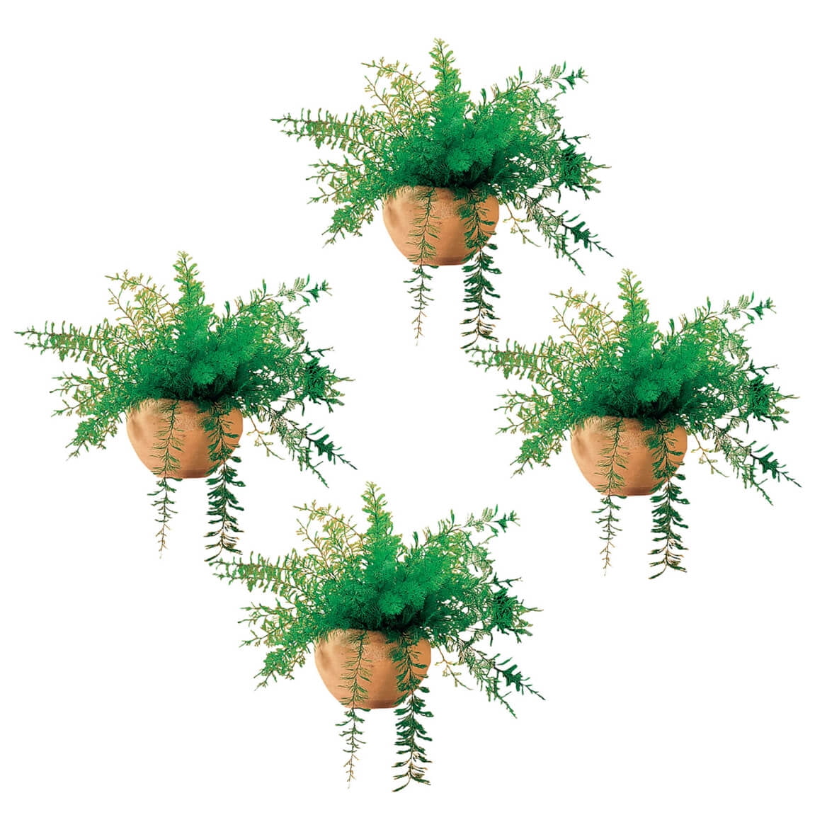 Air Fern Miles Kimball Mysterious , Set Of 4 – Water & Soil Free House ...