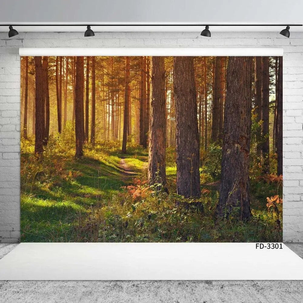 Mysterious Forest Morning Woods Photography Background ration For Baby ...