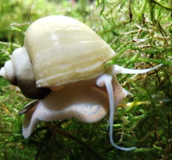 Pet Snails