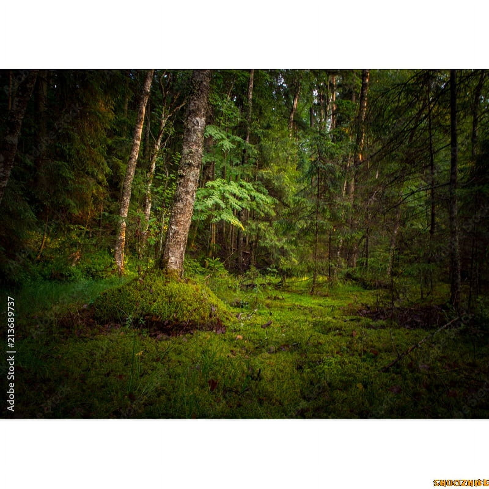 Mystery Tropical Coniferous Forest Moss Fall Trees Photography ...