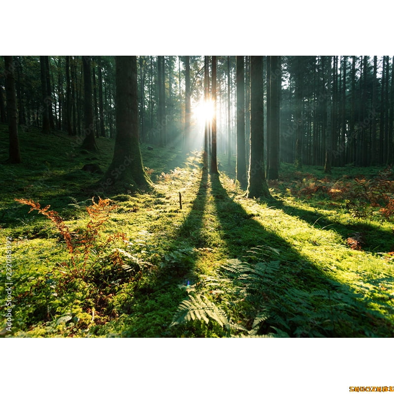 Mystery Tropical Coniferous Forest Moss Fall Trees Photography Backdrops Prop Ancit Nature ...