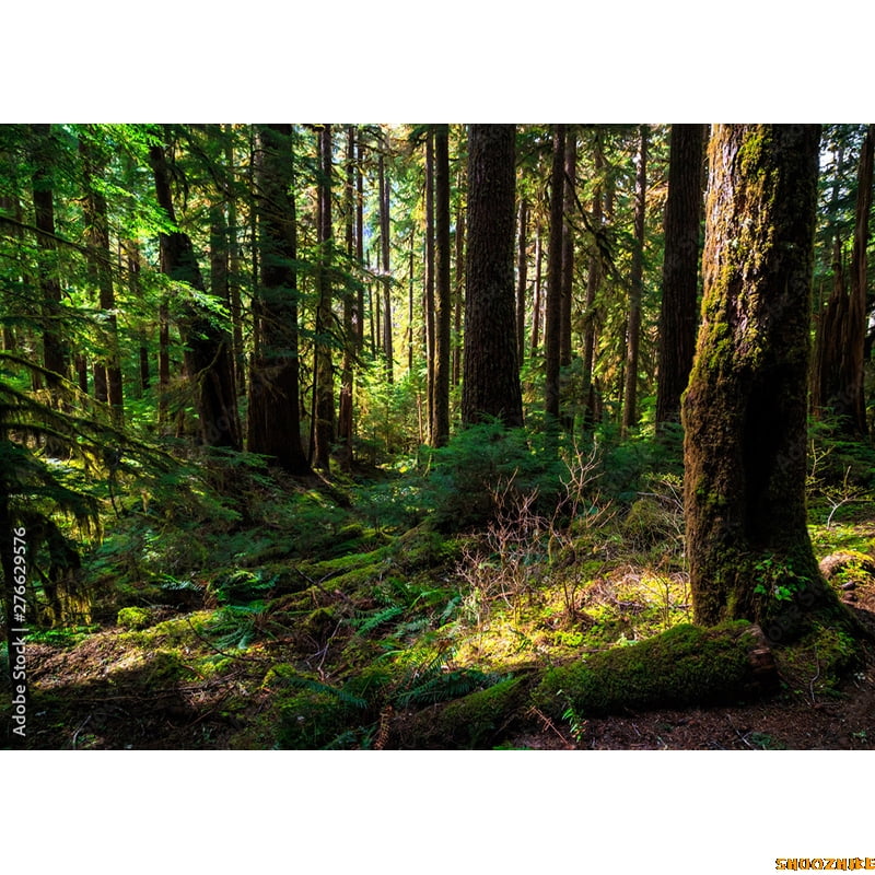 Mystery Tropical Coniferous Forest Moss Fall Trees Photography Backdrops Prop Ancit Nature ...