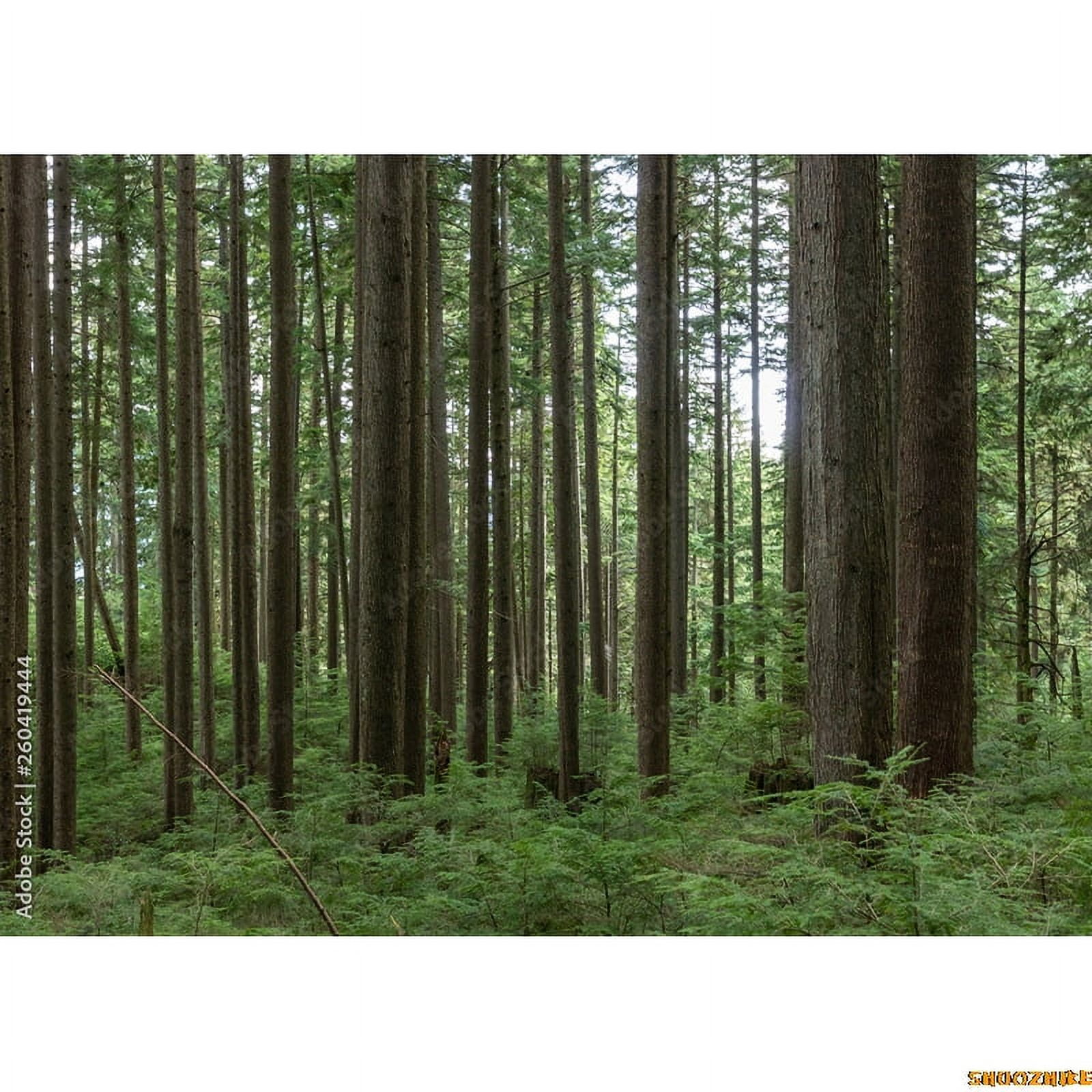 Mystery Tropical Coniferous Forest Moss Fall Trees Photography ...