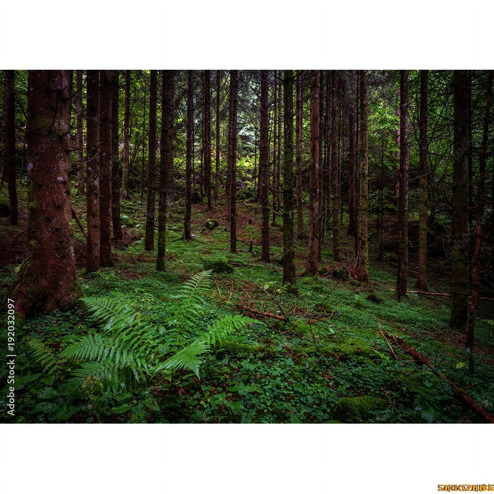 Mystery Tropical Coniferous Forest Moss Fall Trees Photography Backdrops Prop Ancit Nature ...