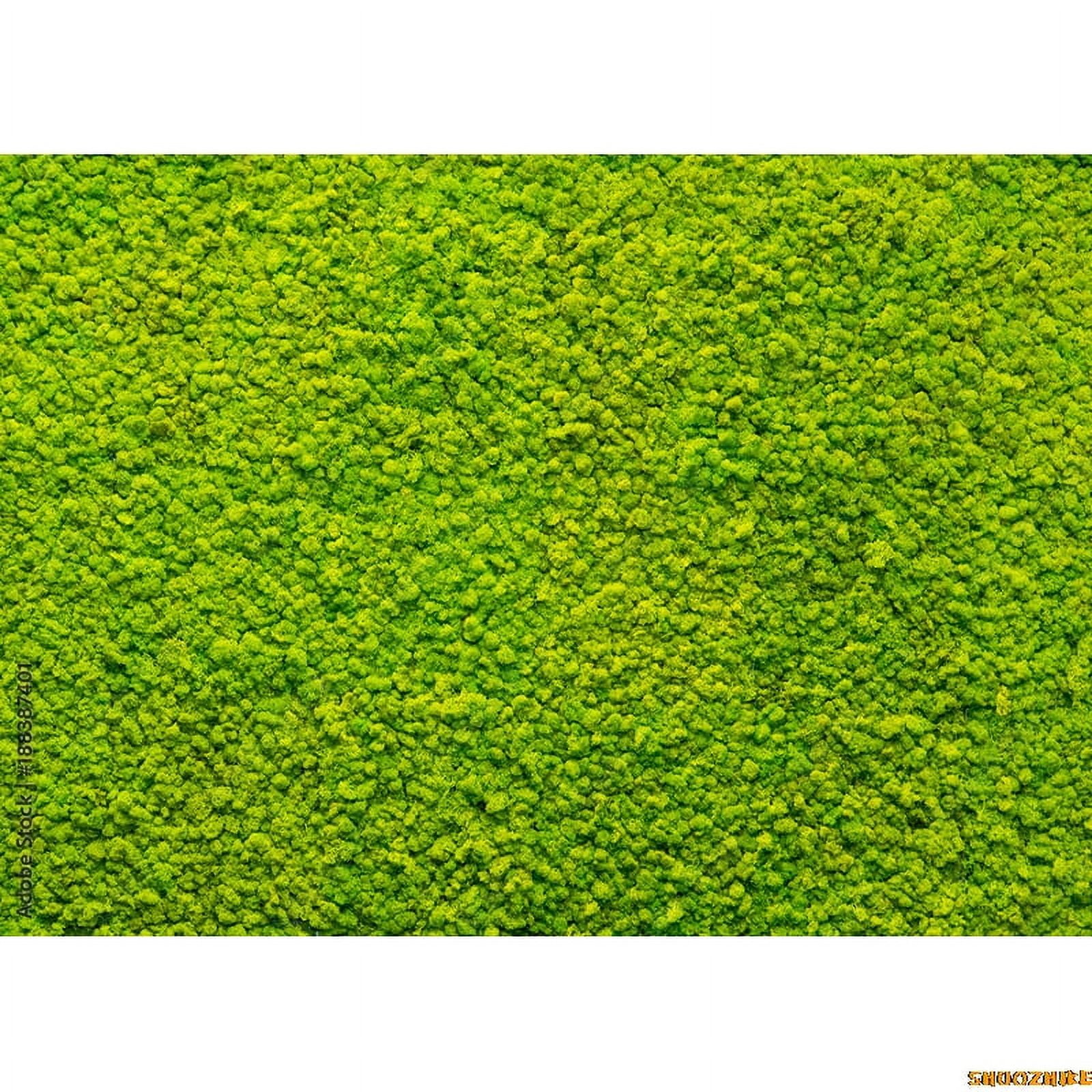 Mystery Tropical Coniferous Forest Moss Fall Trees Photography ...