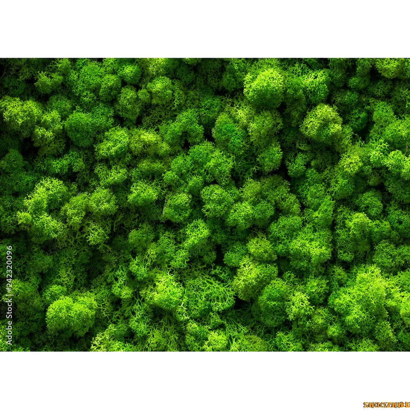 Mystery Tropical Coniferous Forest Moss Fall Trees Photography ...