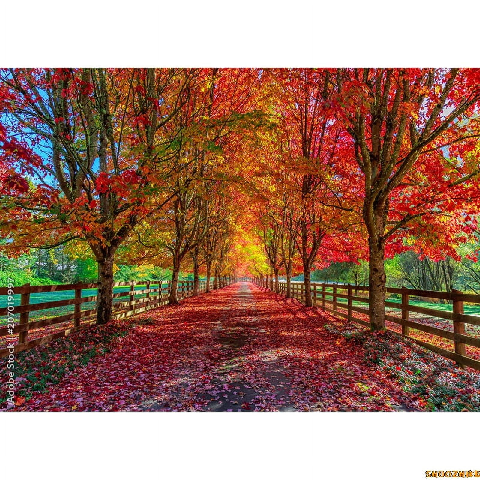 Mystery Tropical Coniferous Forest Moss Fall Trees Photography ...