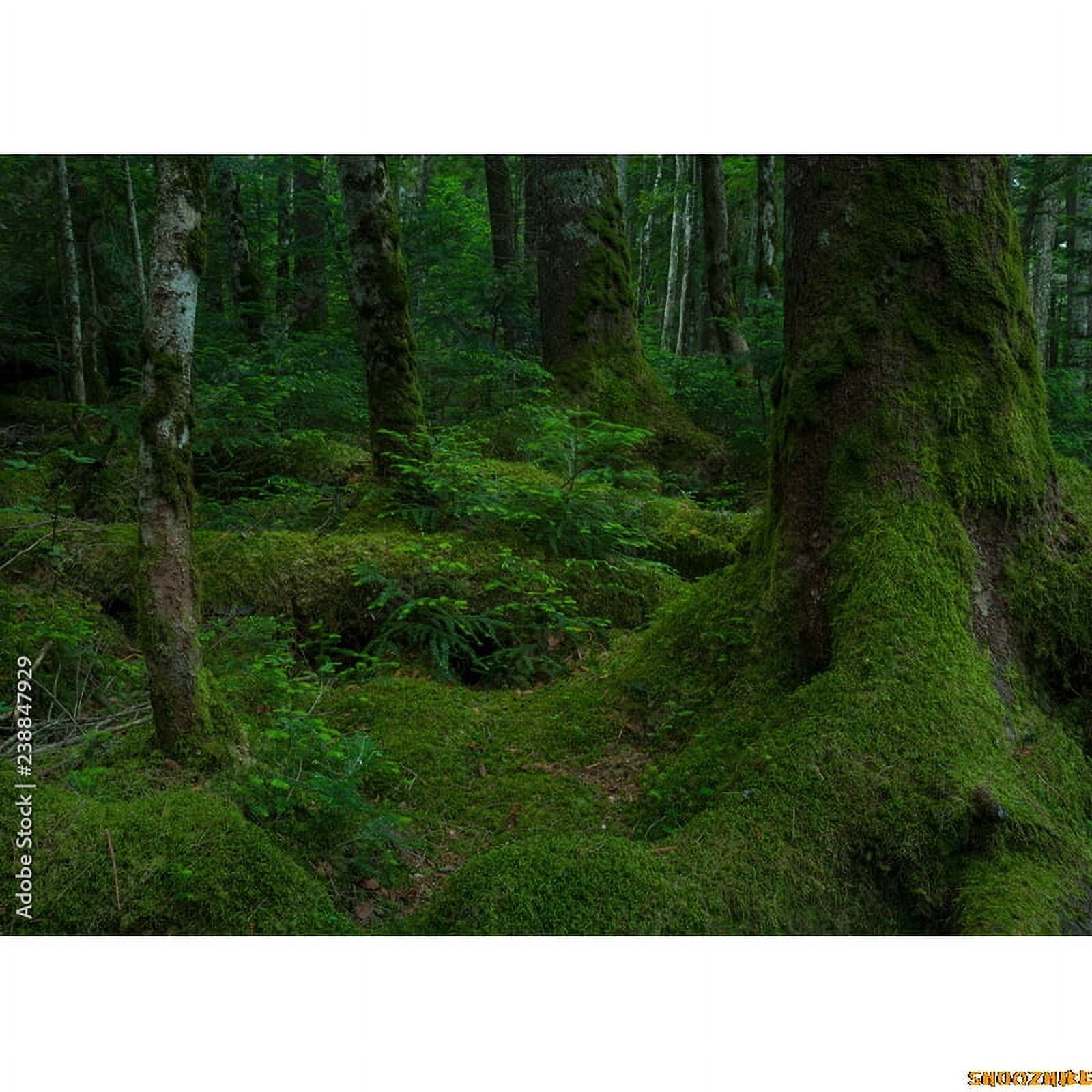 Mystery Tropical Coniferous Forest Moss Fall Trees Photography ...