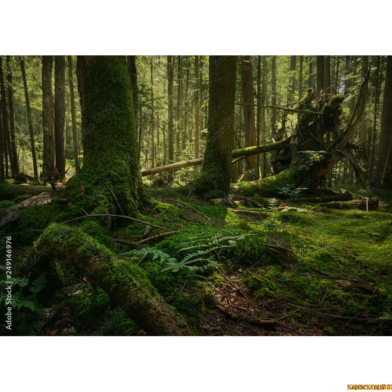 Mystery Tropical Coniferous Forest Moss Fall Trees Photography Backdrops Prop Ancit Nature ...