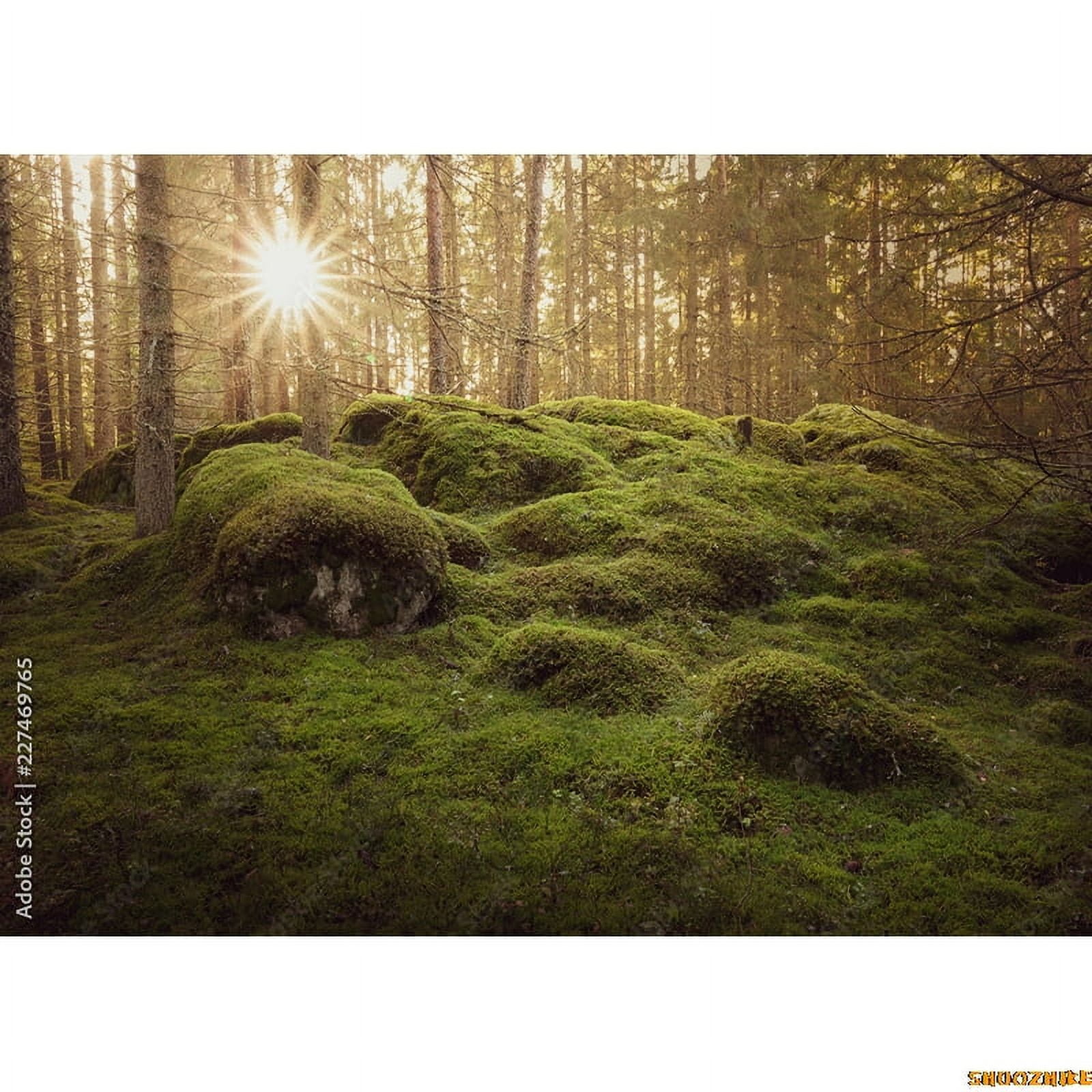 Mystery Tropical Coniferous Forest Moss Fall Trees Photography ...