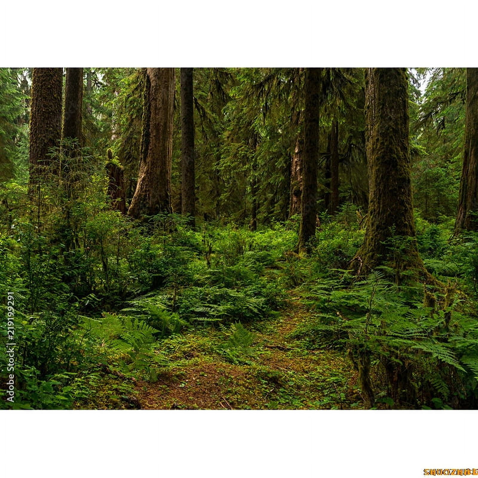 Mystery Tropical Coniferous Forest Moss Fall Trees Photography ...