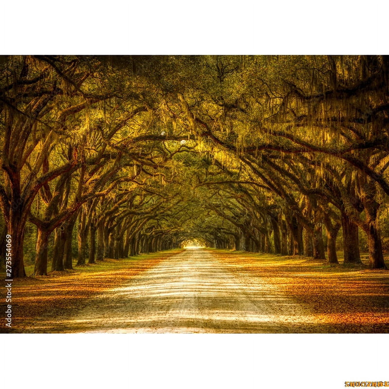 Mystery Tropical Coniferous Forest Moss Fall Trees Photography ...